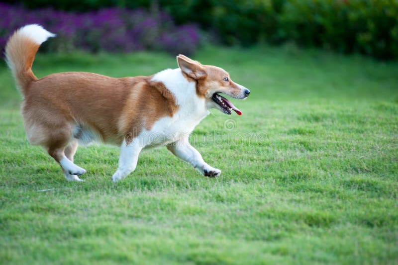 Welsh Corgi dog running stock photo. Image of intelligent - 21820440