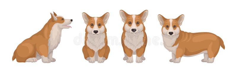 Welsh Corgi Dog with Short Legs in Different Poses Vector Set Stock ...