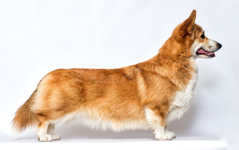 Dog looking sideways up stock image. Image of doggy - 173709245