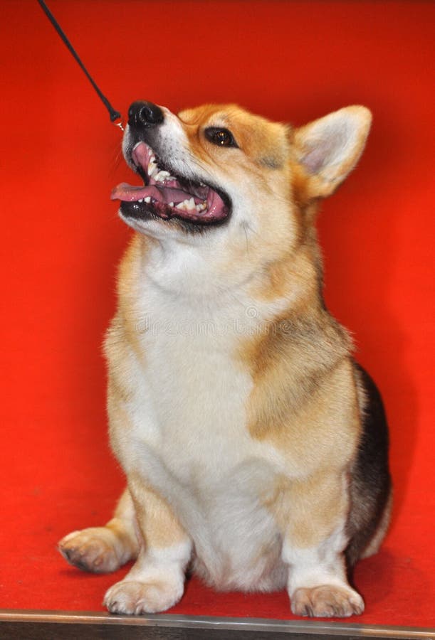 Welsh corgi dog stock image. Image of rack, considered - 39513465