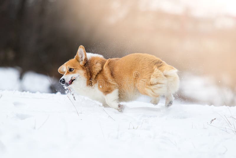 Corgi Dogs in Winter in the Snow Stock Image - Image of cold, winter ...