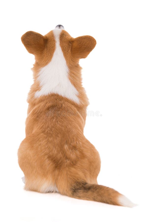 Corgi Looking Back Stock Photos - Free & Royalty-Free Stock Photos from ...