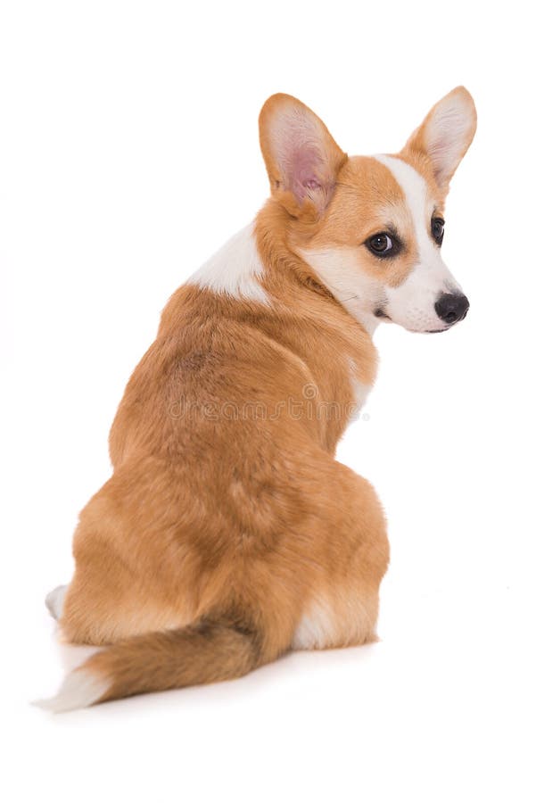 Corgi Looking Back Stock Photos - Free & Royalty-Free Stock Photos from ...