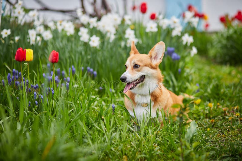 Welsh Corgi Pembrok in Spring Flowers Stock Photo - Image of light ...