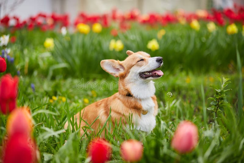 Welsh Corgi Pembrok in Spring Flowers Stock Photo - Image of garden ...