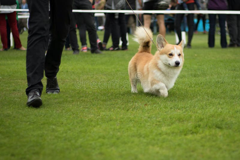 Welsh Corgi Pembroke Dog during the Show in the Ring Editorial Photo ...