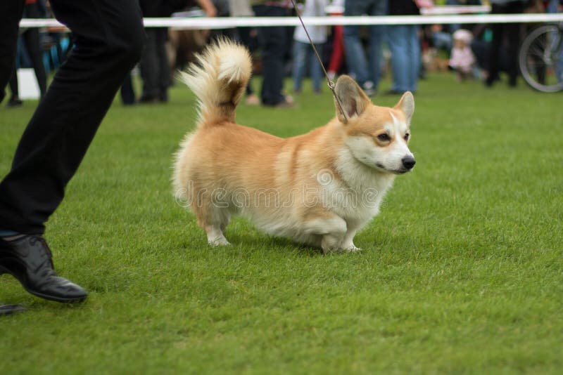 Welsh Corgi Pembroke Dog during the Show in the Ring Editorial Photo ...