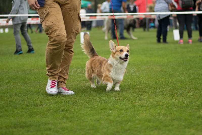 Welsh Corgi Pembroke Dog during the Show in the Ring Editorial Image ...