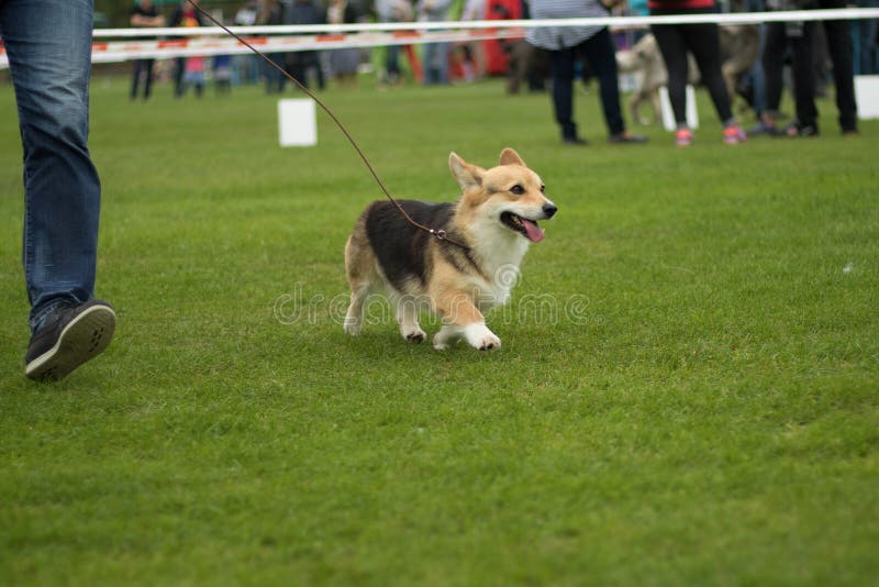 Welsh Corgi Pembroke Dog during the Show in the Ring Editorial Image ...