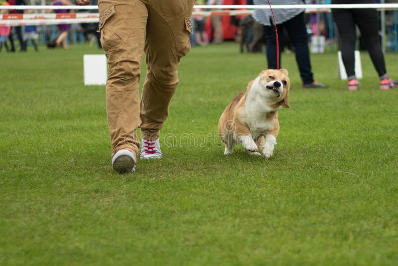 Welsh Corgi Pembroke Dog during the Show in the Ring Editorial Stock ...