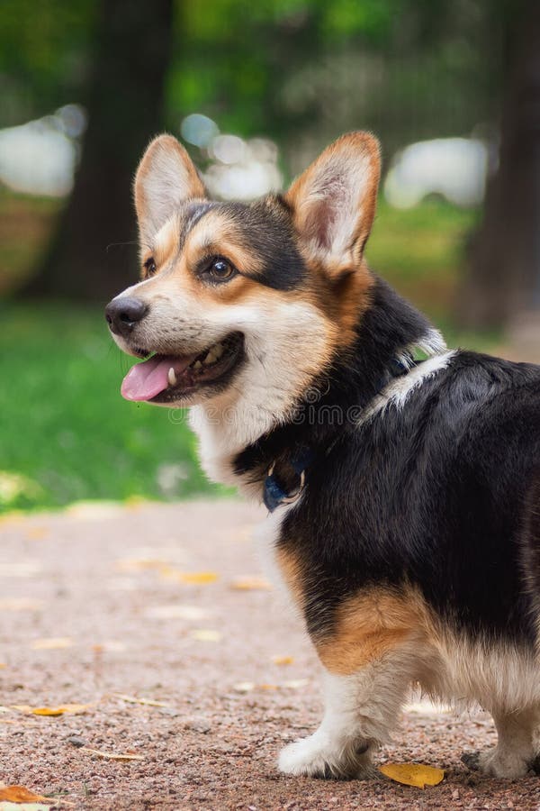 Welsh Corgi Pembroke Sitting on a Trunk Looking Up Smiling Stock Image ...