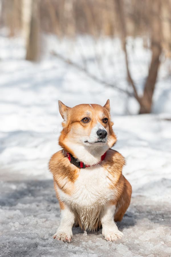 Welsh Corgi Pembroke in the Winter Forest Stock Photo - Image of ...