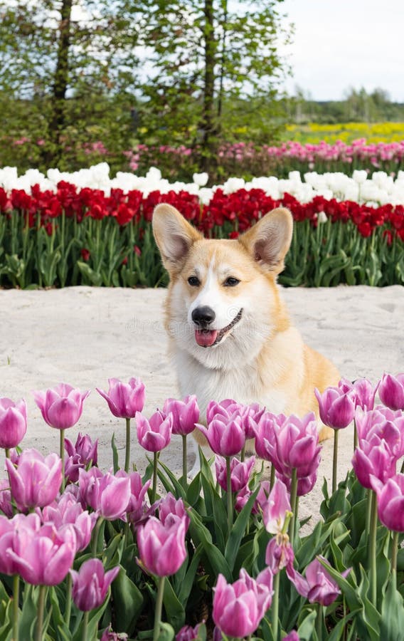 Welsh Corgi Portrait in Tulips in Spring Stock Image - Image of ...