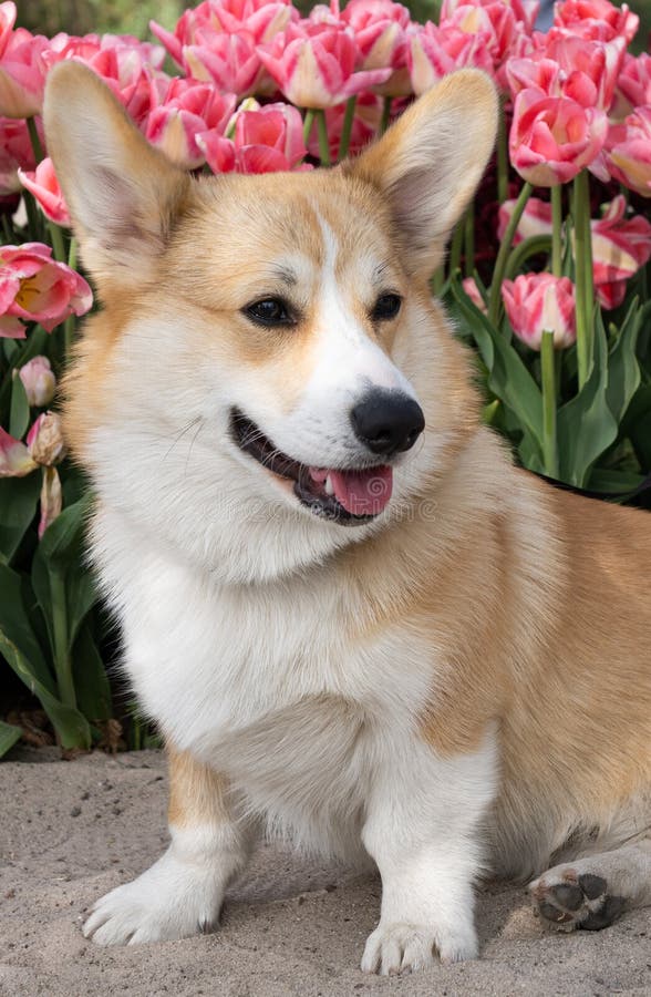 Welsh Corgi Portrait in Tulips in Spring Stock Image - Image of cute ...