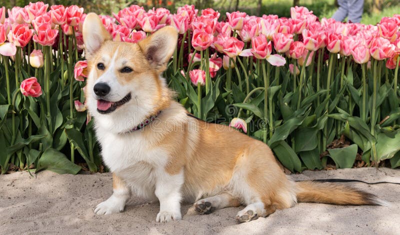 Welsh Corgi Portrait in Tulips in Spring Stock Image - Image of white ...
