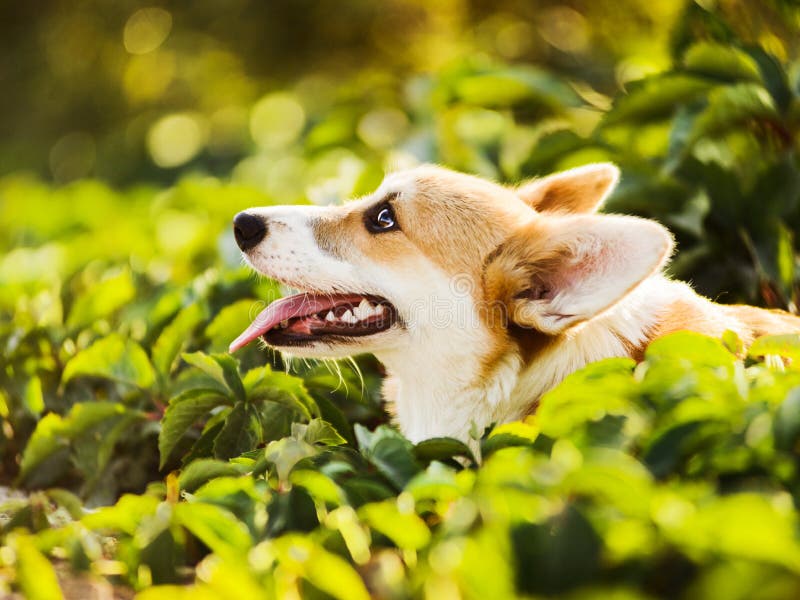 Welsh Corgi Sitting in Grass Looking at Master Stock Photo - Image of ...