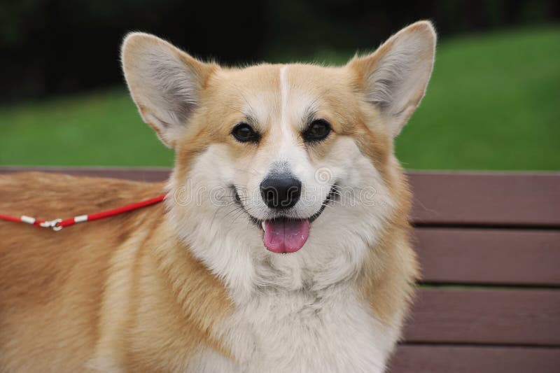 Welsh corgi smile with red stock image. Image of happy - 304818539