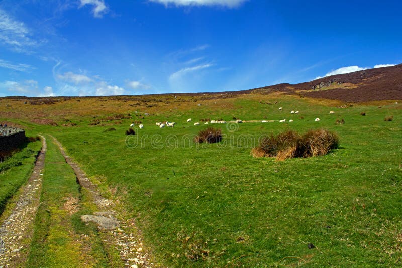 Welsh Countryside stock photo. Image of field, tree, walk - 54811536