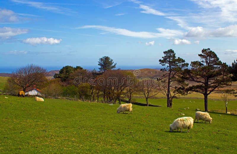 Welsh Countryside stock image. Image of walk, tree, steppe - 54812305