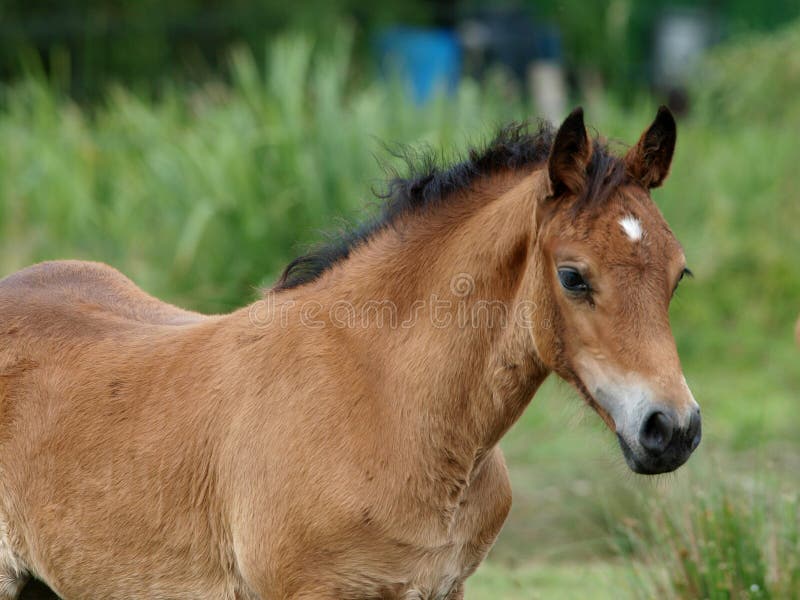 Welsh Foal stock photo. Image of outside, countryside - 24604380
