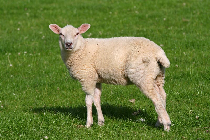 Welsh Lamb stock photo. Image of season, country, nature - 3618724