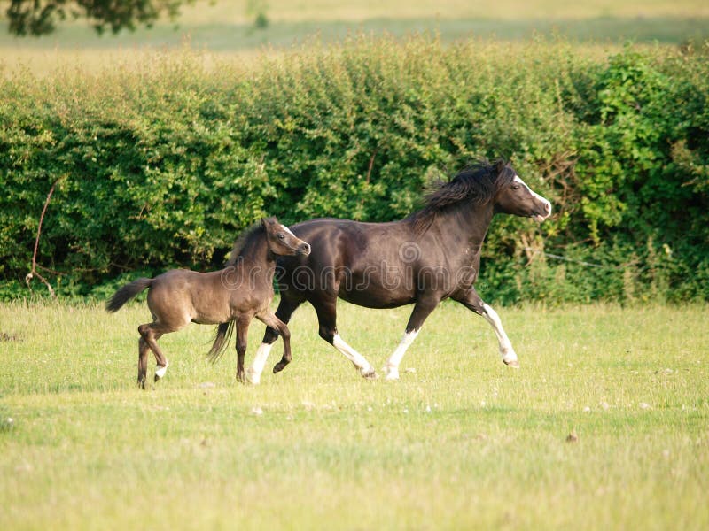 Welsh Mare and Foal stock image. Image of foal, horse - 219010799