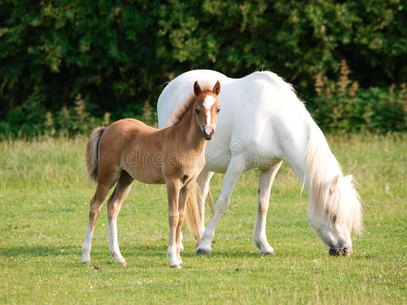 Welsh Mare and Foal stock photo. Image of equine, mammal - 219010748