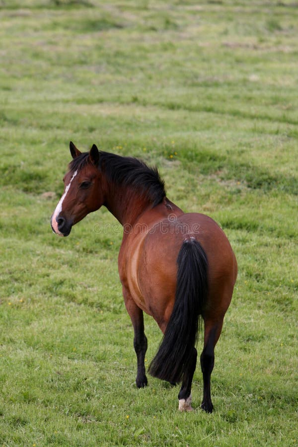 Welsh Mountain Pony stock photo. Image of watch, summer - 5546272