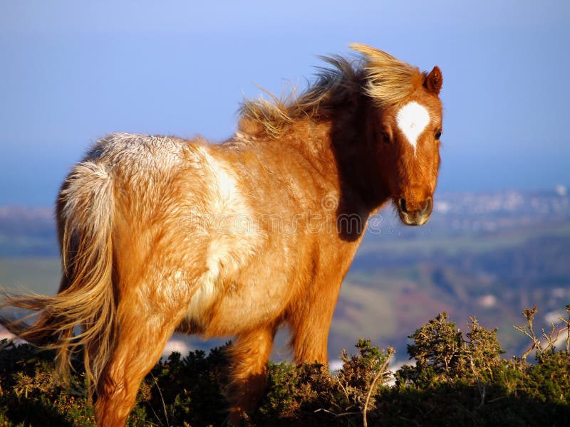 Welsh Mountain Pony 8 stock image. Image of winter, nature - 1364913