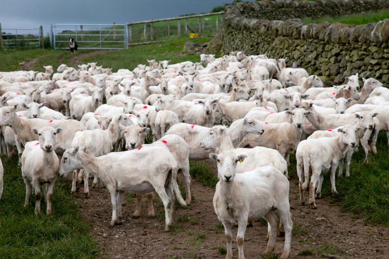 Welsh Mountain Sheep stock image. Image of mountain, views - 38259949