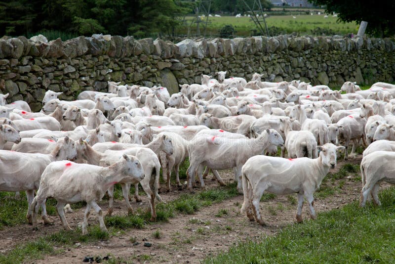 Welsh Mountain Sheep stock photo. Image of sheep, flock - 38260090