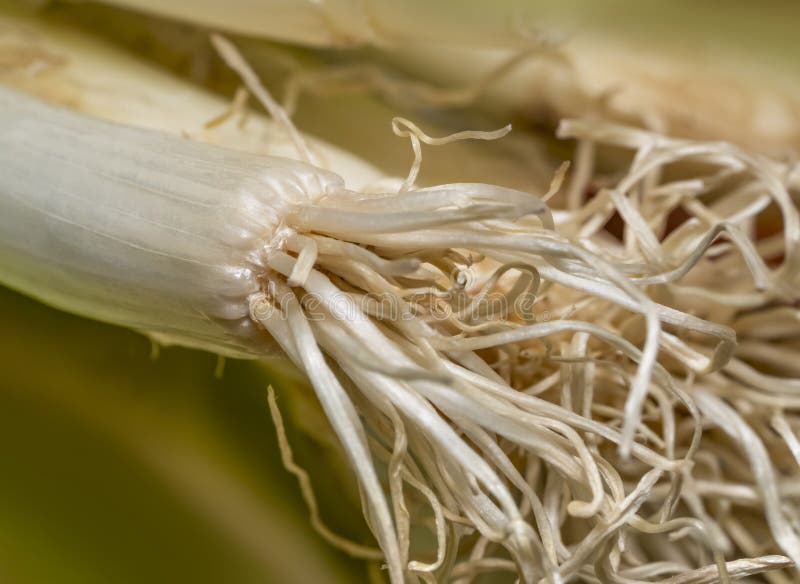 Onion roots stock photo. Image of organic, bulb, onions - 12536964