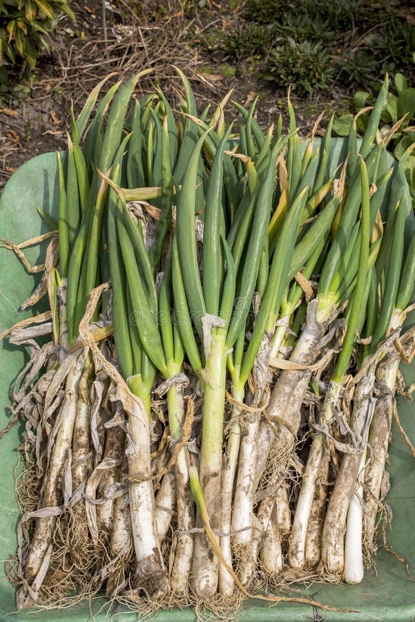 Welsh onions stock photo. Image of cook, products, produce - 99333054