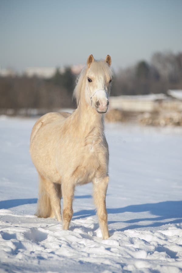 Welsh palomino pony stock photo. Image of color, city - 23137304