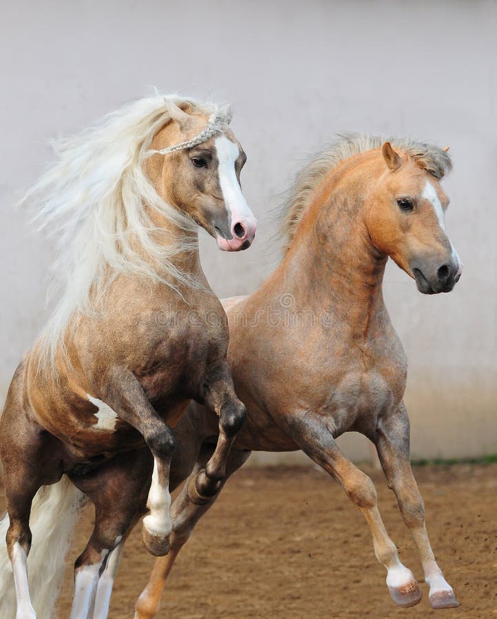 Welsh ponies fighting stock image. Image of male, play - 20088341