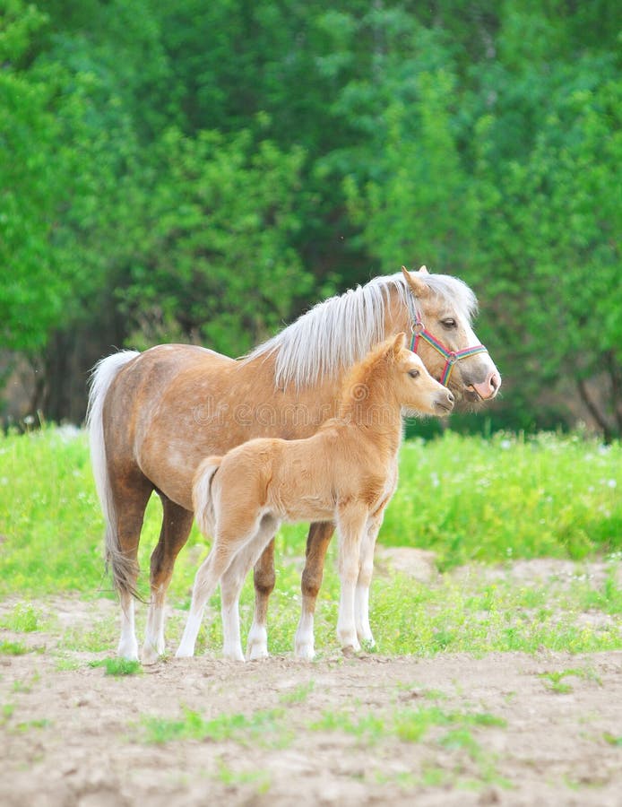 Welsh ponies mare and foal stock photo. Image of fragile - 22006092