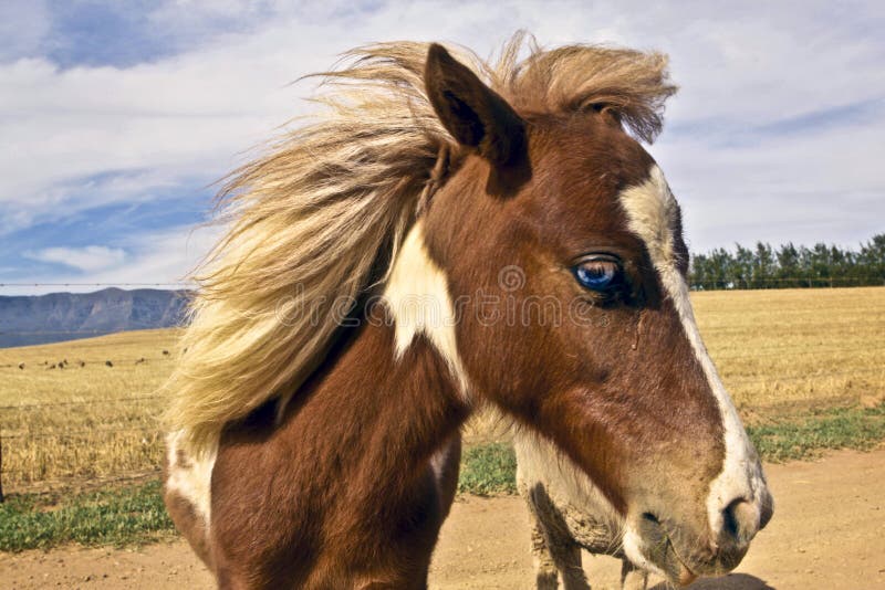 Two welsh ponies stock photo. Image of domestic, africa - 12145480