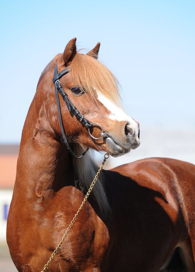 Red pony stock image. Image of pretty, stallion, mane - 14707427