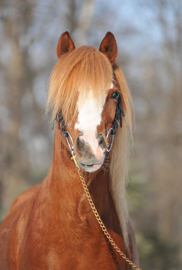 Welsh Pony stock image. Image of colored, closeup, mane - 15089353