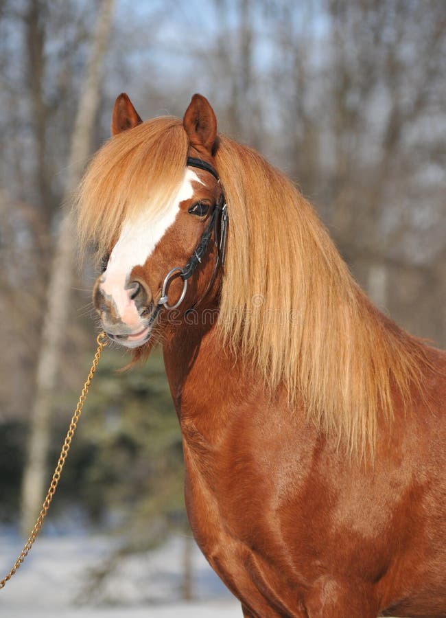 Red pony stock image. Image of pretty, stallion, mane - 14707427