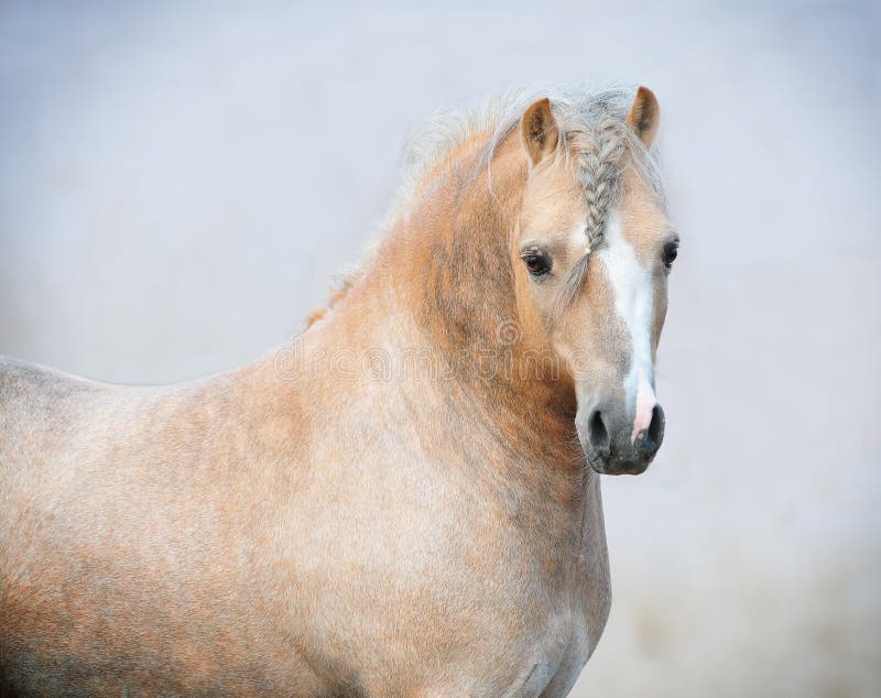 Welsh pony stock image. Image of thoroughbred, blue, grey - 20194011