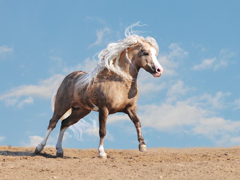 Welsh pony stock photo. Image of moving, jump, play, grey - 23767920