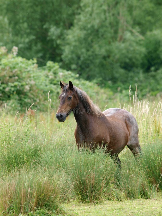 Welsh Pony stock image. Image of equine, behaviour, single - 24622229