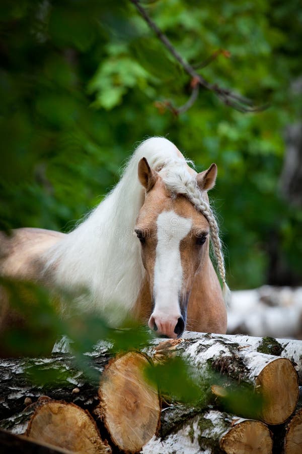 White Welsh Horse Runns on the Hill Stock Photo - Image of nature ...