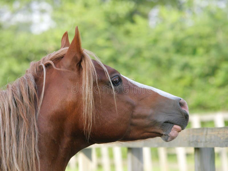 Welsh Pony Head Shot stock photo. Image of alert, stallion - 111622418