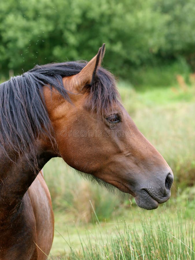 Welsh Pony stock image. Image of grass, welsh, face - 153359117
