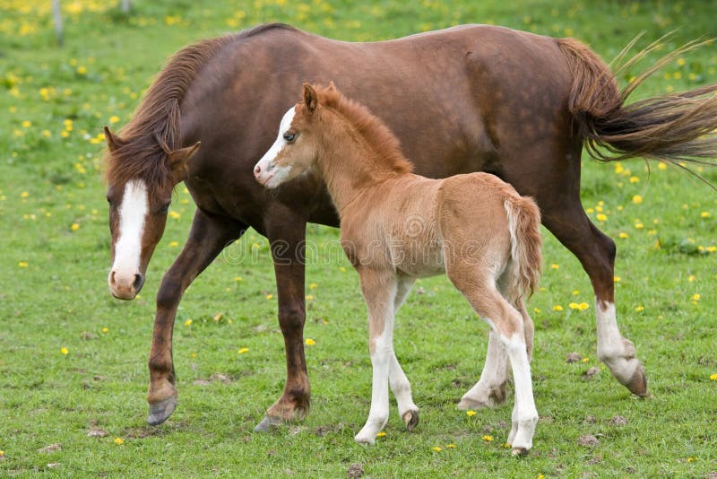 Welsh pony mare with foal stock photo. Image of baby - 32590662