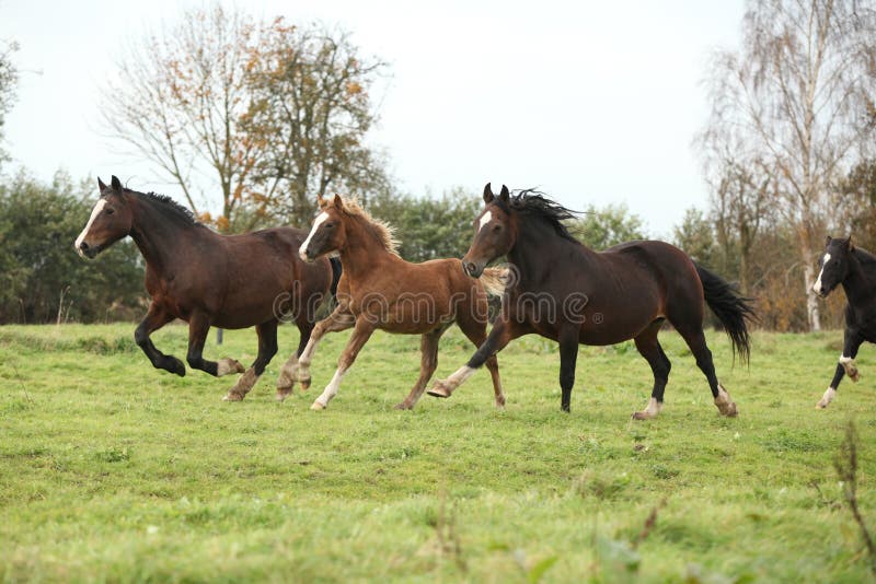 Welsh Pony Mares with Foals Running Stock Photo - Image of running ...
