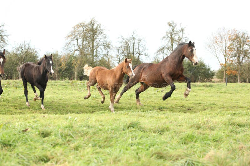 Welsh Pony Mares with Foals Running Stock Photo - Image of chestnut ...