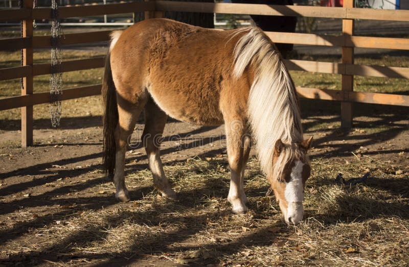 Welsh pony stock photo. Image of welsh, mare, brown, female - 61867228